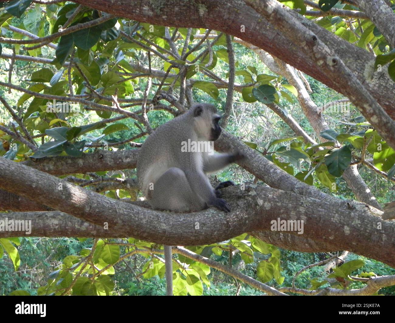 Southern Vervet Monkey (Chlorocebus pygerythrus pygerythrus), Mammalia ...