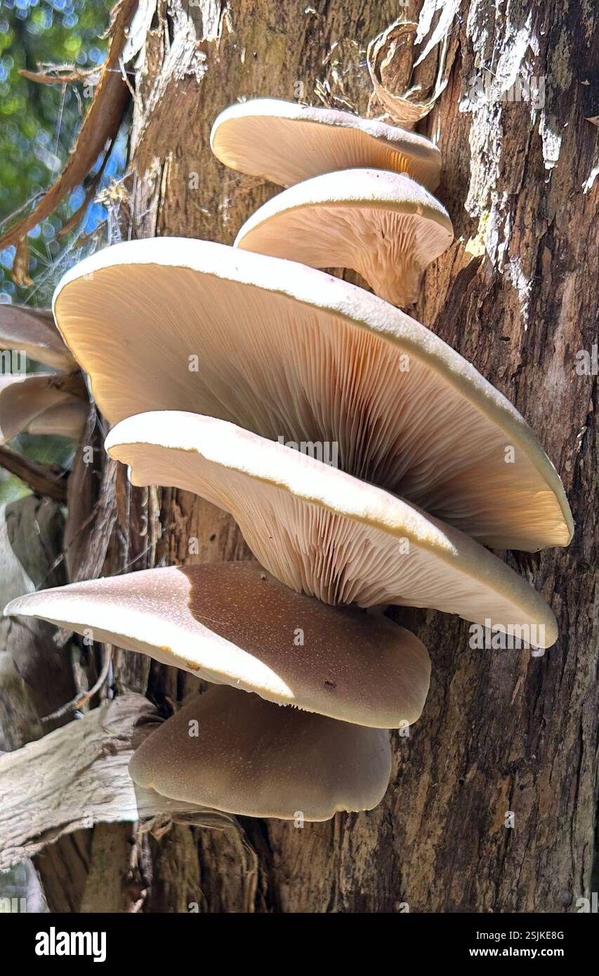 Brown Oyster Mushroom (Pleurotus australis), Fungi, South Pacific Ocean ...