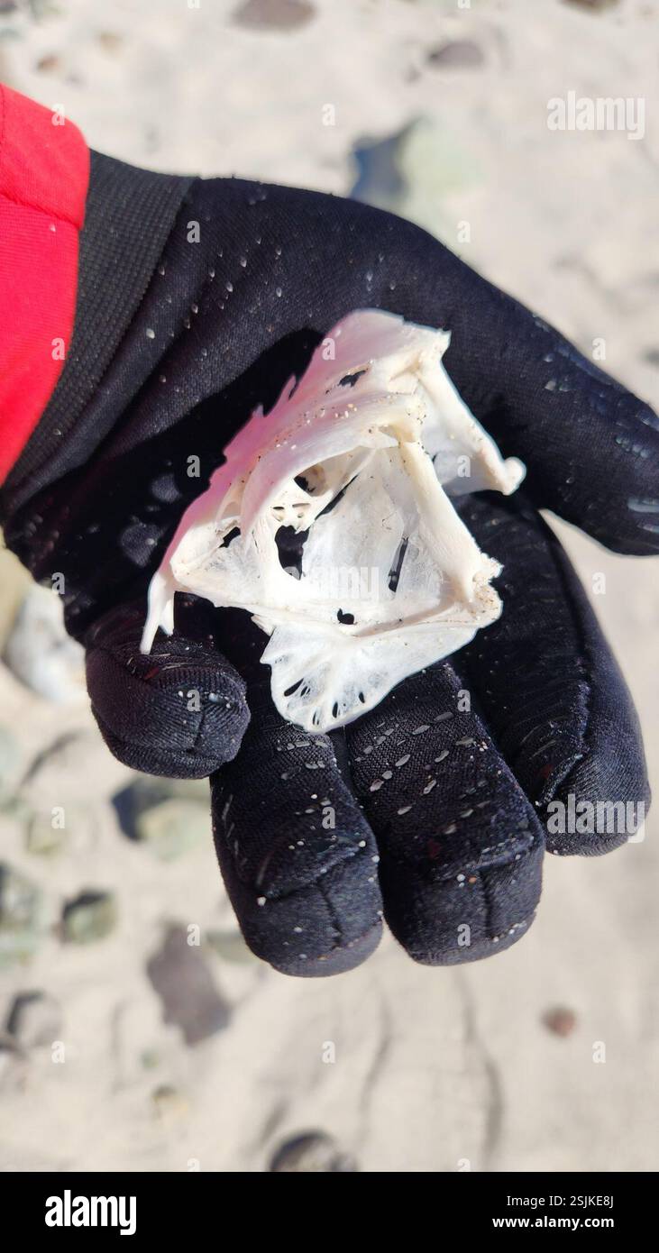 Porcupinefishes (Diodontidae), Actinopterygii, Loreto, MX-BS, MX Stock ...