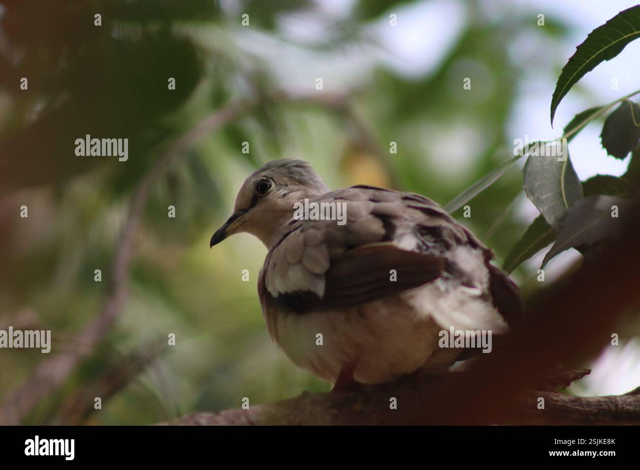 Picuí Ground Dove (Columbina picui), Aves, Fazenda Carnaúba - Área ...