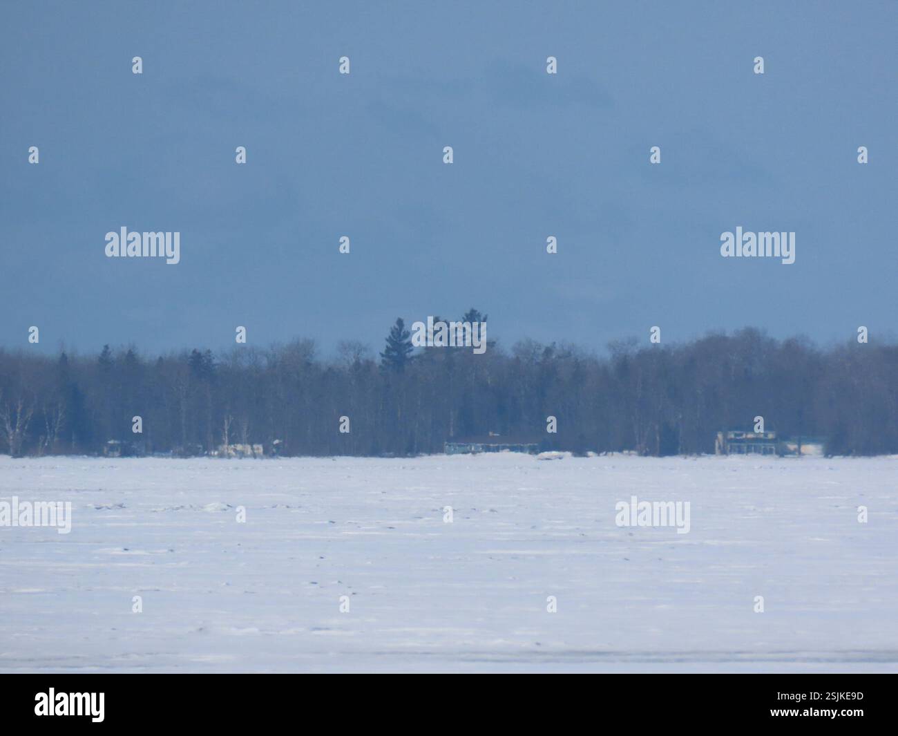 eastern white pine (Pinus strobus), Plantae, Pickford, MI 49774, USA ...