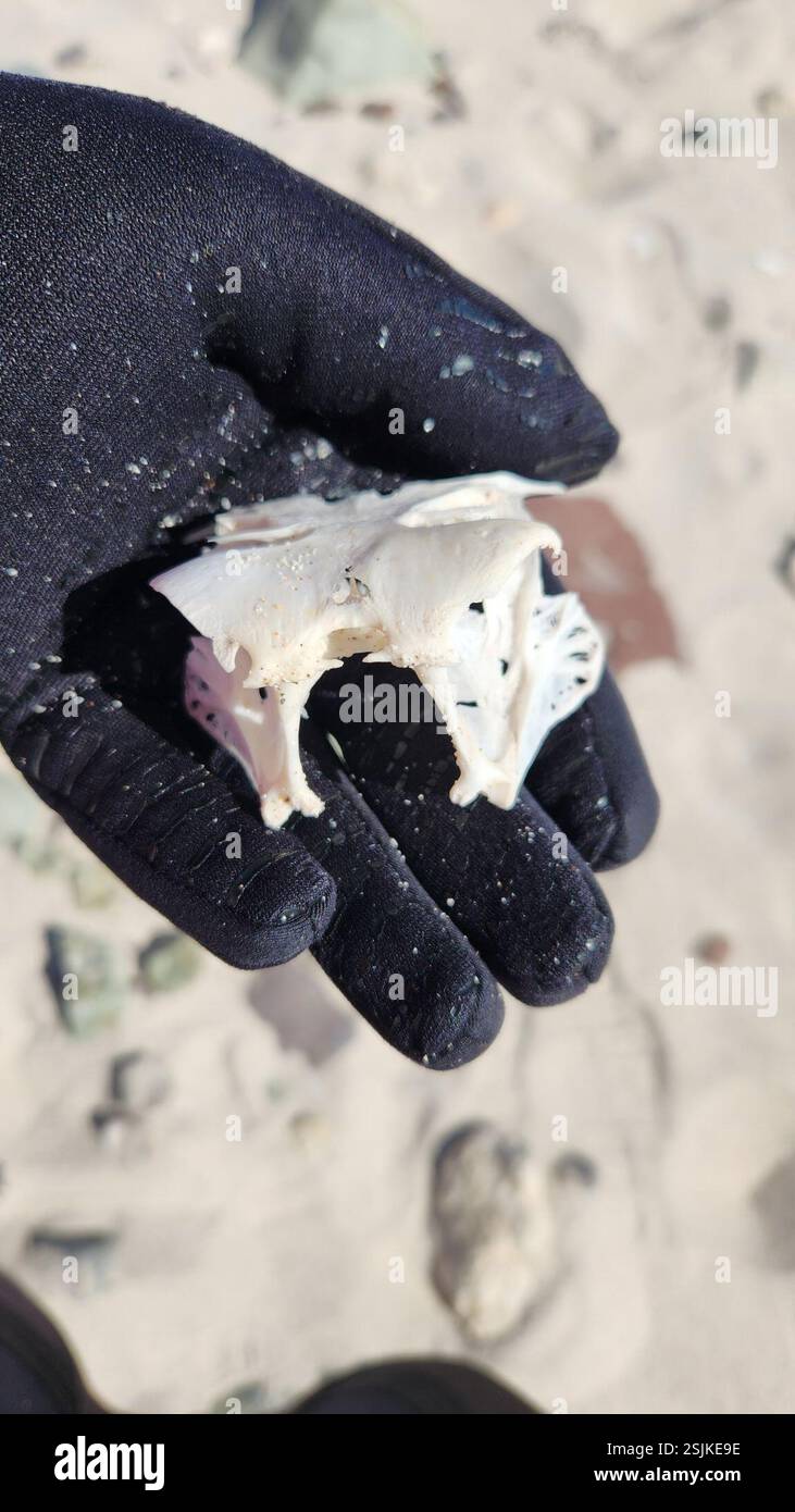 Porcupinefishes (Diodontidae), Actinopterygii, Loreto, MX-BS, MX Stock ...