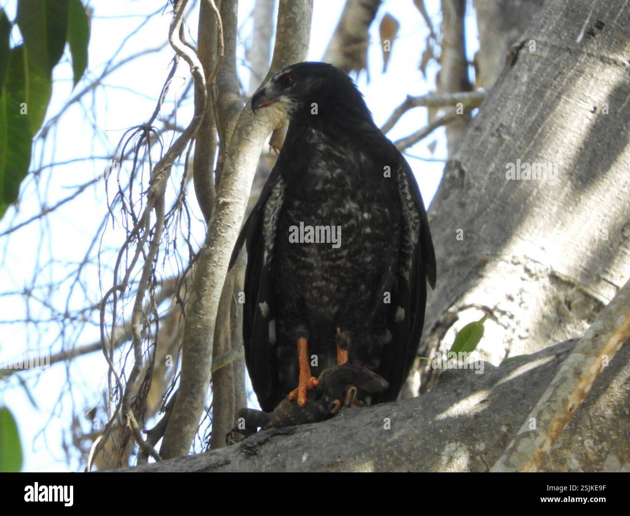 Crane Hawk (Geranospiza caerulescens), Aves, Rosamorada, MX-NA, MX ...