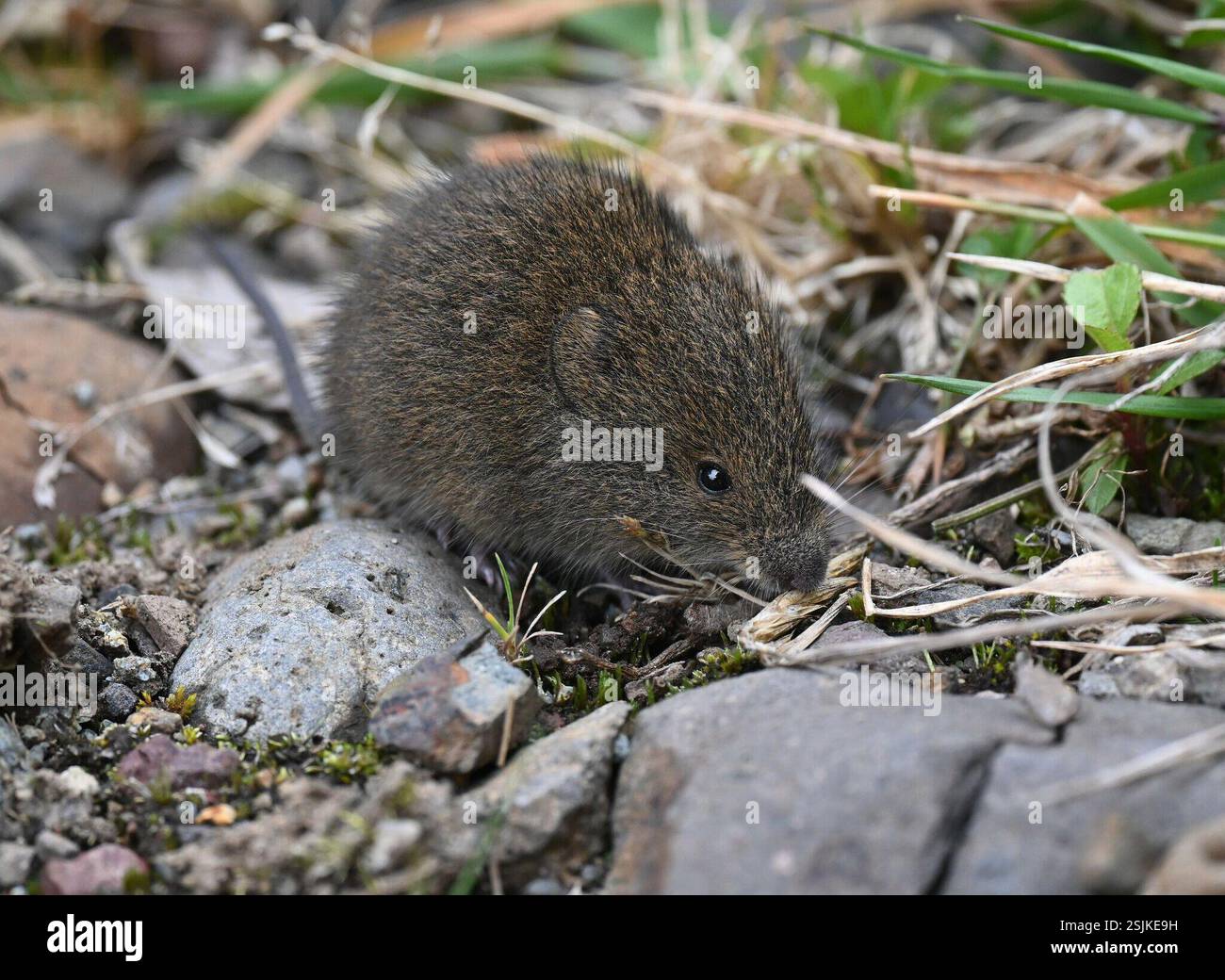 Soft Grass Mouse (Akodon mollis), Mammalia, Laguna Papallacta Stock ...