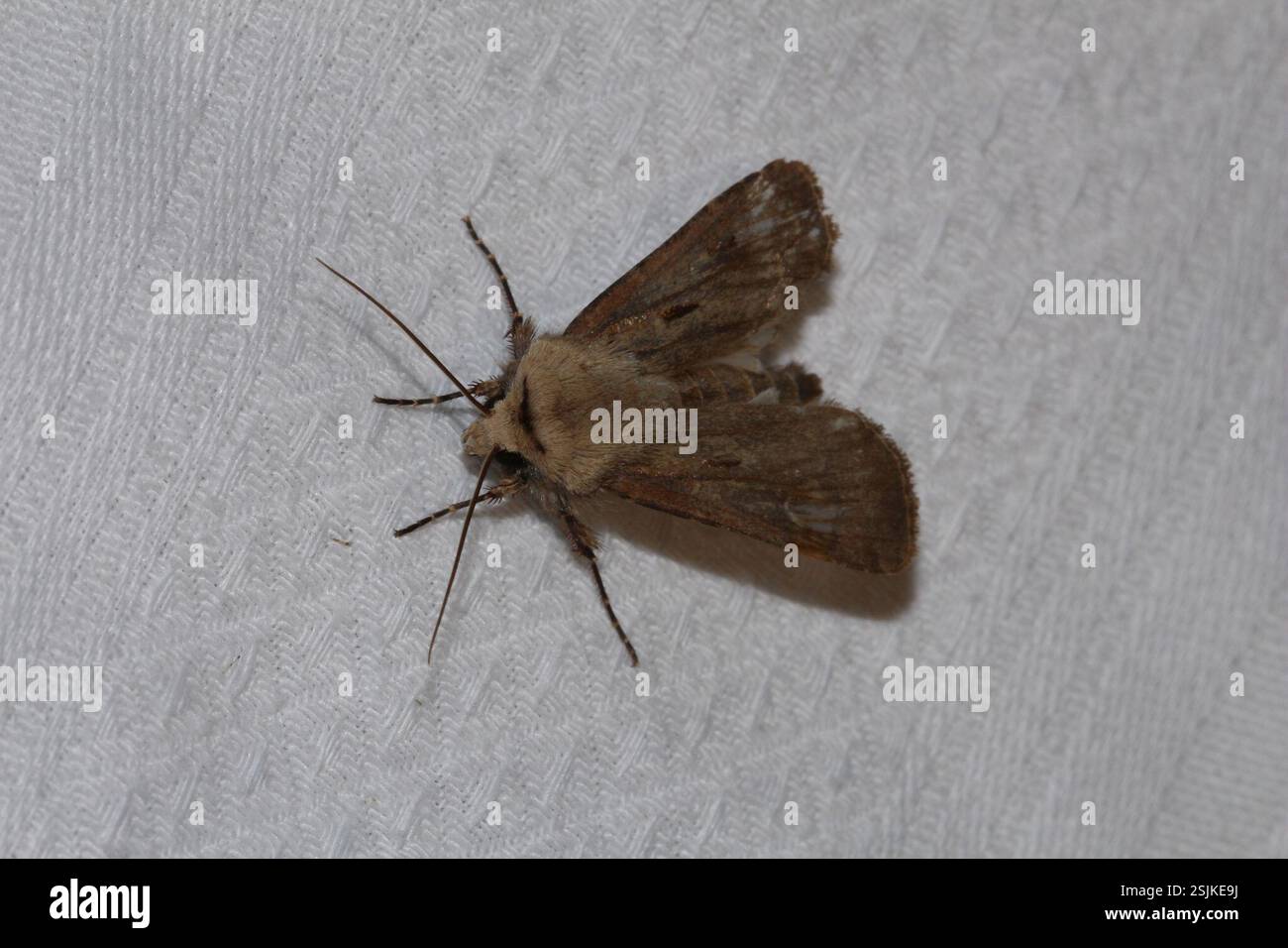 Heart and Dart (Agrotis exclamationis), Insecta, 8400 Ebeltoft, Danmark ...