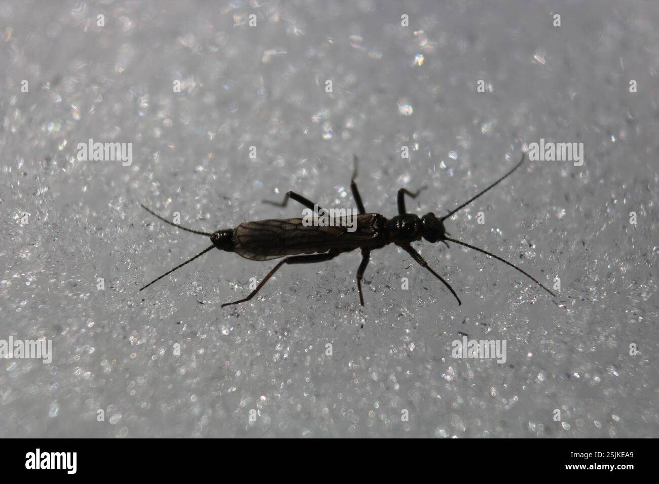 Common Snowfly (Allocapnia granulata), Insecta, Medway, London, ON ...