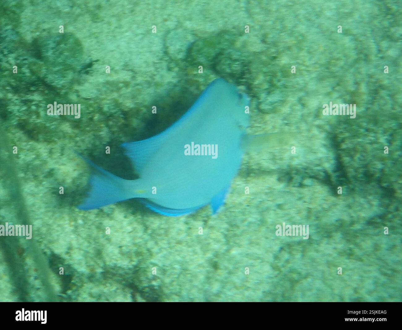 Atlantic Blue Tang (Acanthurus coeruleus), Actinopterygii, Santa Maria ...