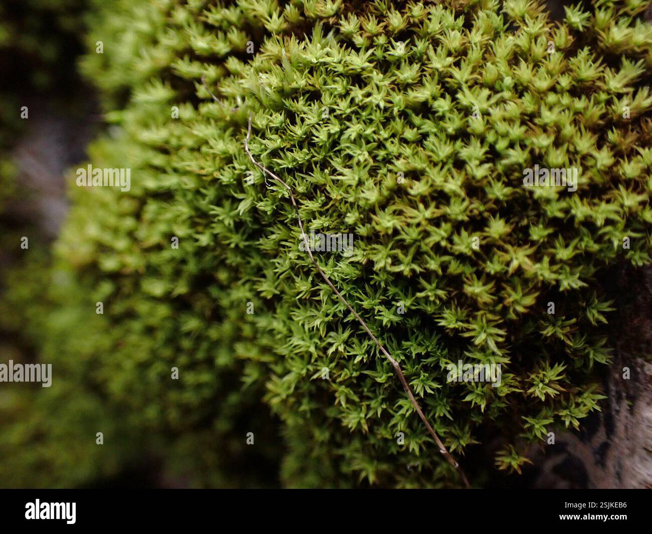 Park Yoke-moss (Zygodon rupestris), Plantae, Comox Valley, BC, Canada ...