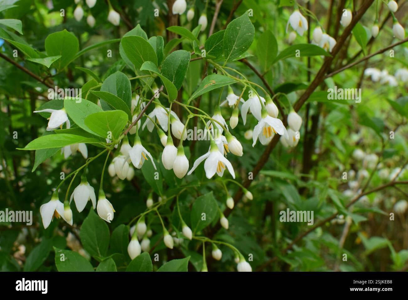 Japanese snowbell (Styrax japonicus), Plantae, 中国贵州省黔南布依族苗族自治州龙里县 Stock ...