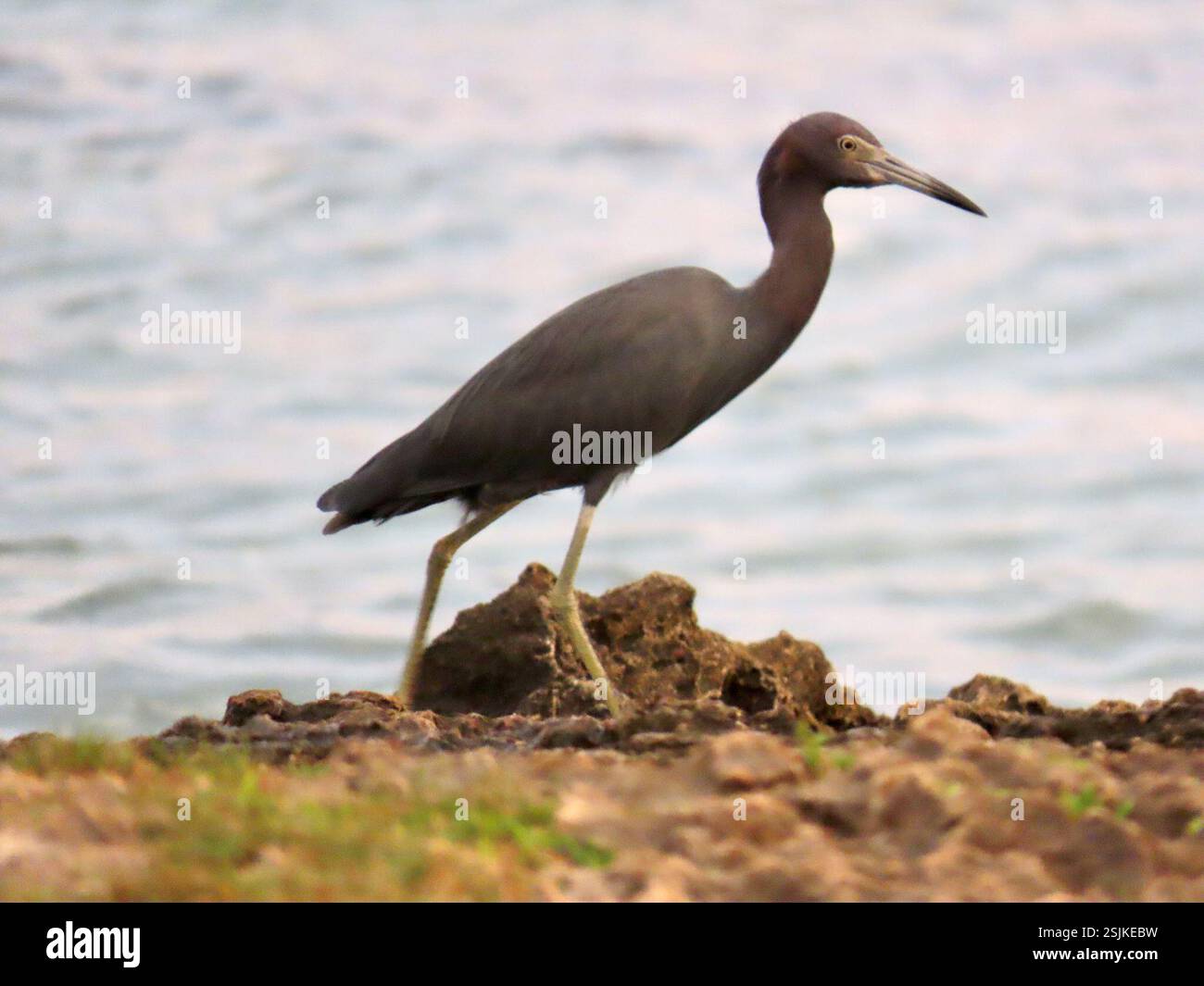 Breeding adults develop two long hi-res stock photography and images ...