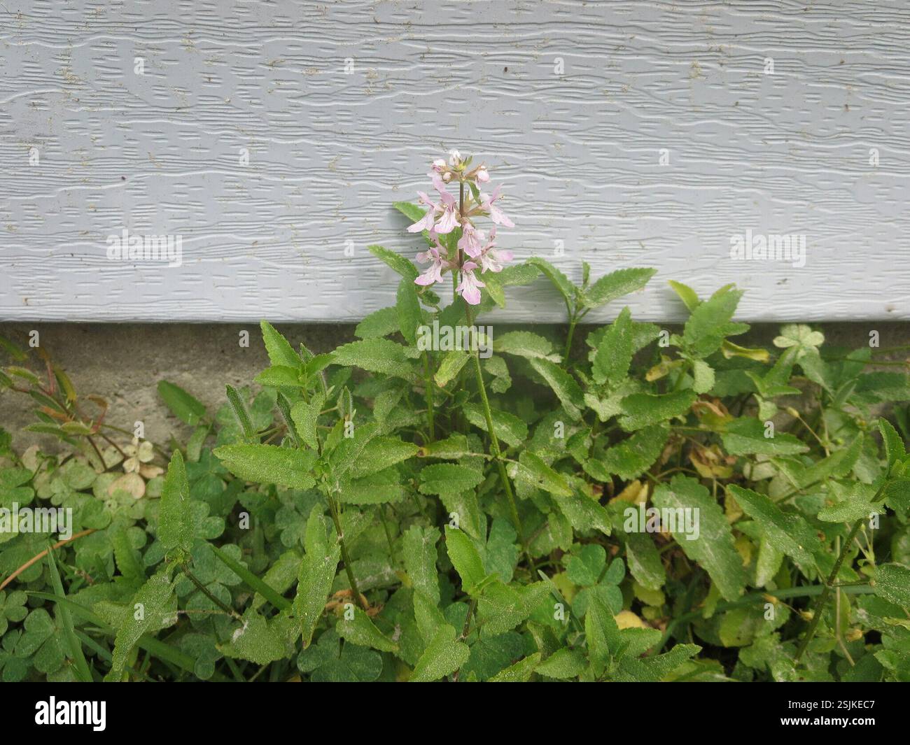 Florida Hedgenettle (Stachys floridana), Plantae, Windsor Forest ...