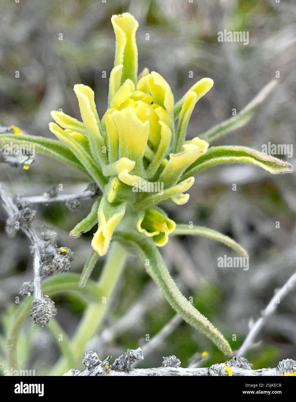 Woolly Indian Paintbrush (Castilleja foliolosa), Plantae, Fort Ord ...