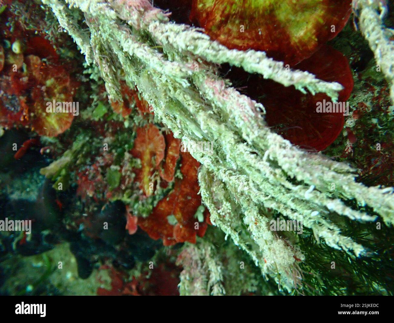 life (Life), , Queenscliffe, Port Phillip Heads, AU-VI, AU, No idea ...