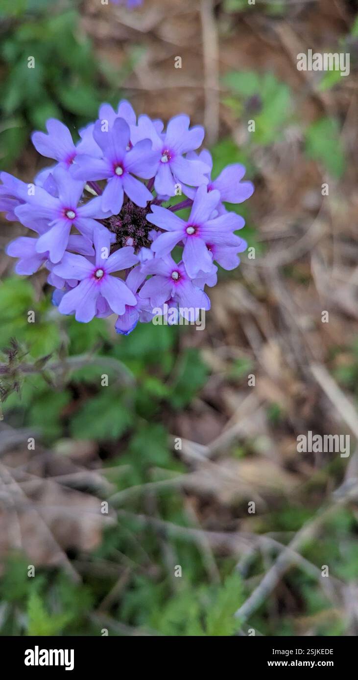 rose vervain (Glandularia canadensis), Plantae, Lindale, TX, USA Stock ...