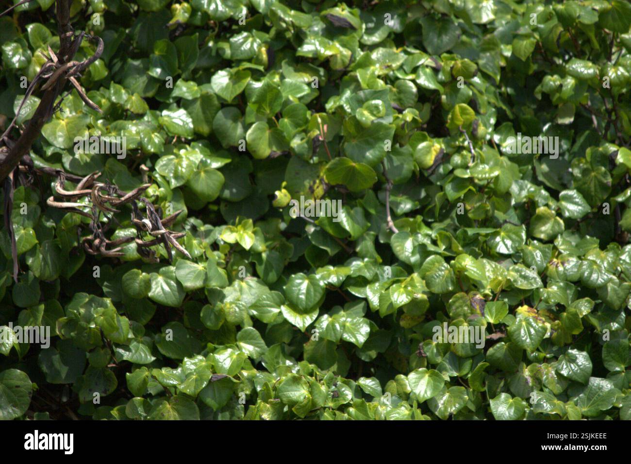 Kawakawa (Piper excelsum excelsum), Plantae, West Coast, New Zealand ...