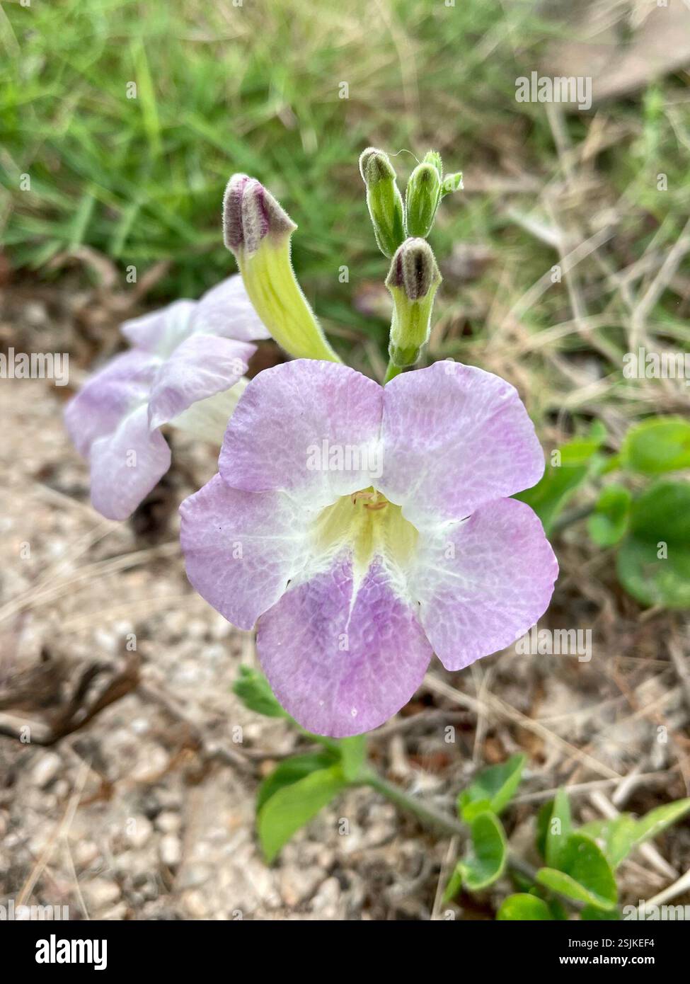 Asian Coromandel (Asystasia gangetica), Plantae, Matanzas, CU, Growing ...