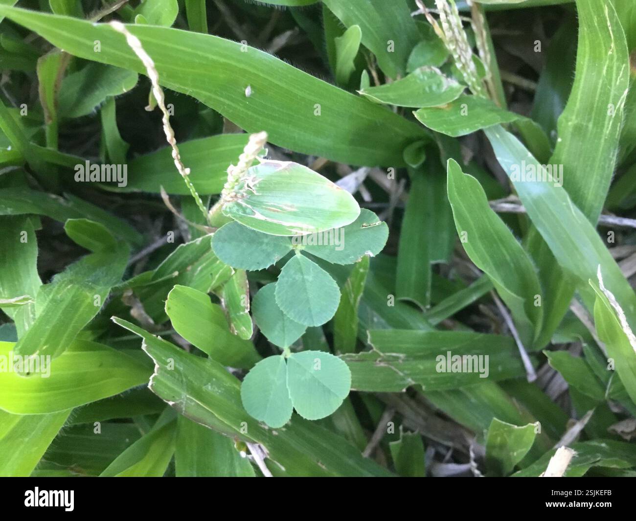broadleaf carpetgrass (Axonopus compressus), Plantae, Queensland, AU ...
