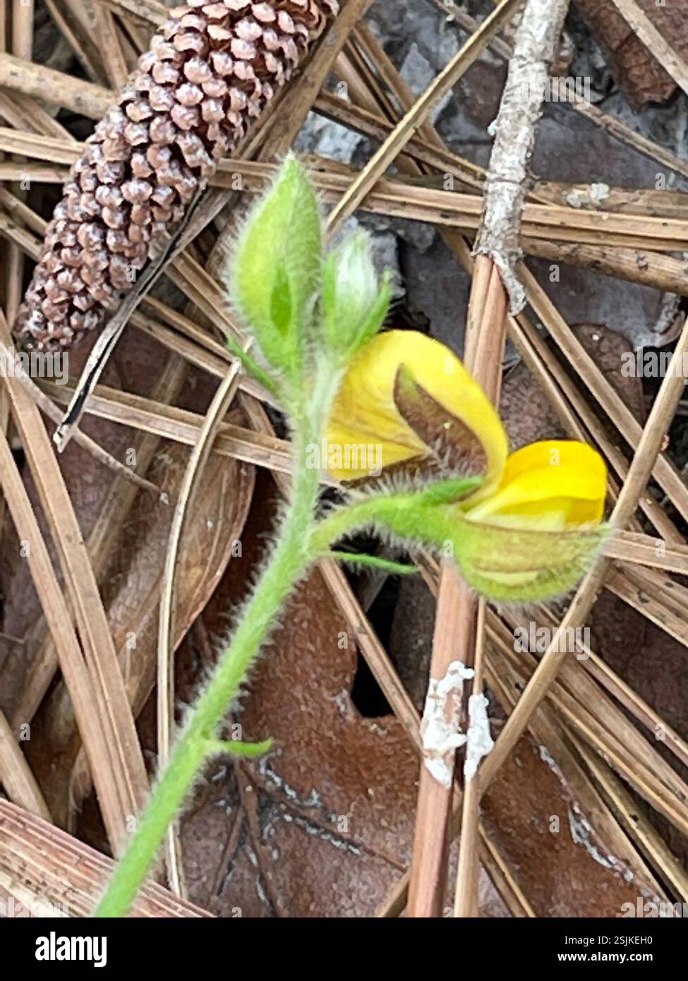 Rabbitbells (Crotalaria rotundifolia), Plantae, O'Leno State Park, High ...