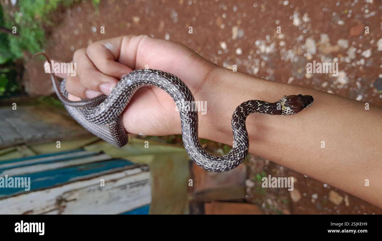 Common Wolf Snake (Lycodon capucinus), Reptilia, Patemon, Gunung Pati ...