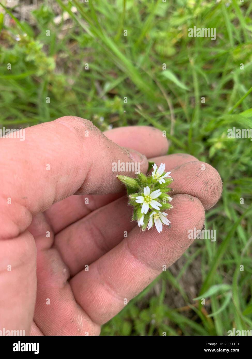 Sticky mouse-ear chickweed (Cerastium glomeratum), Plantae, Ray Roberts ...