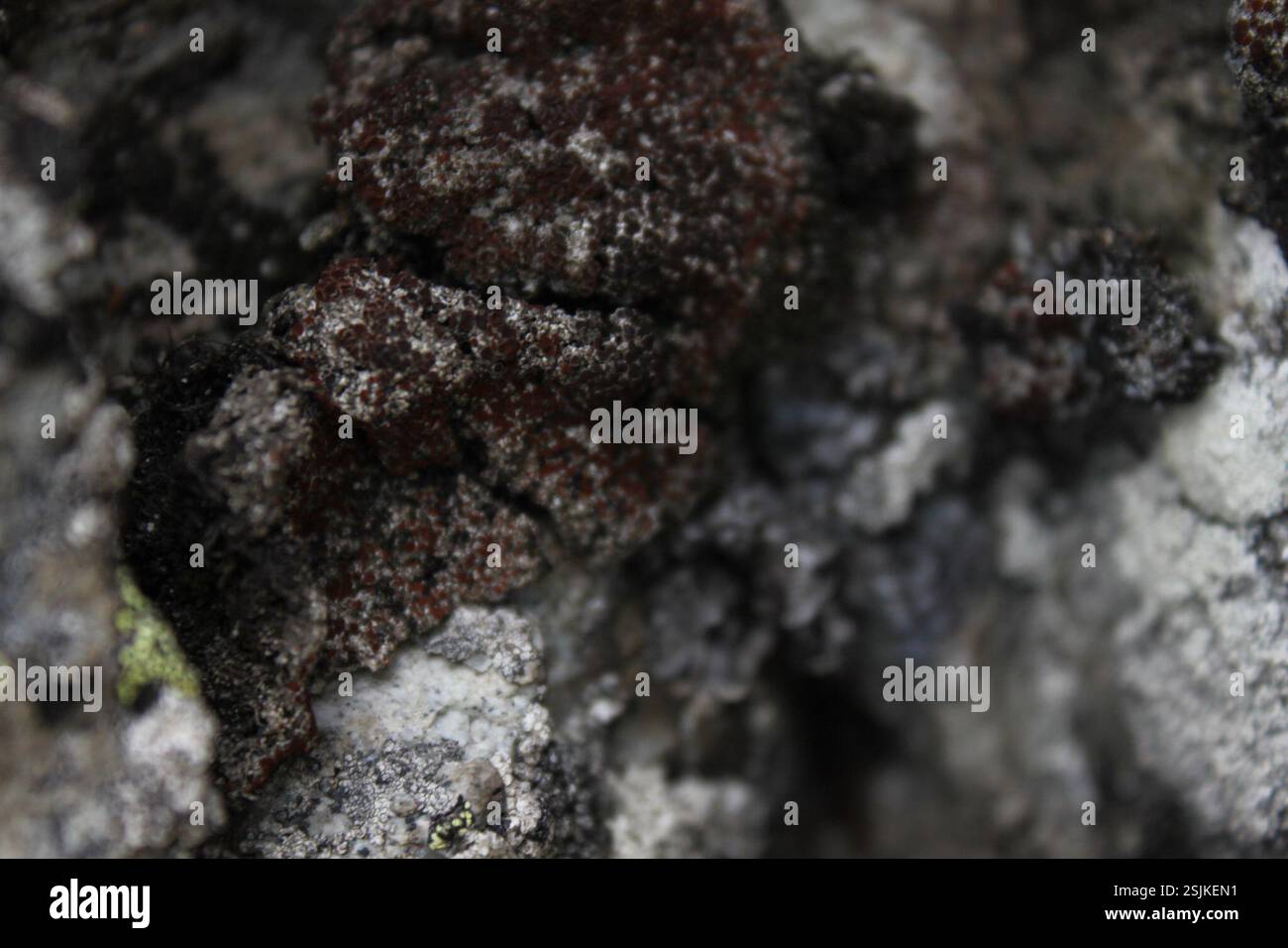 Ascomycete Fungi (Ascomycota), Fungi, 1945 Liddes, Suisse, lichen Stock ...