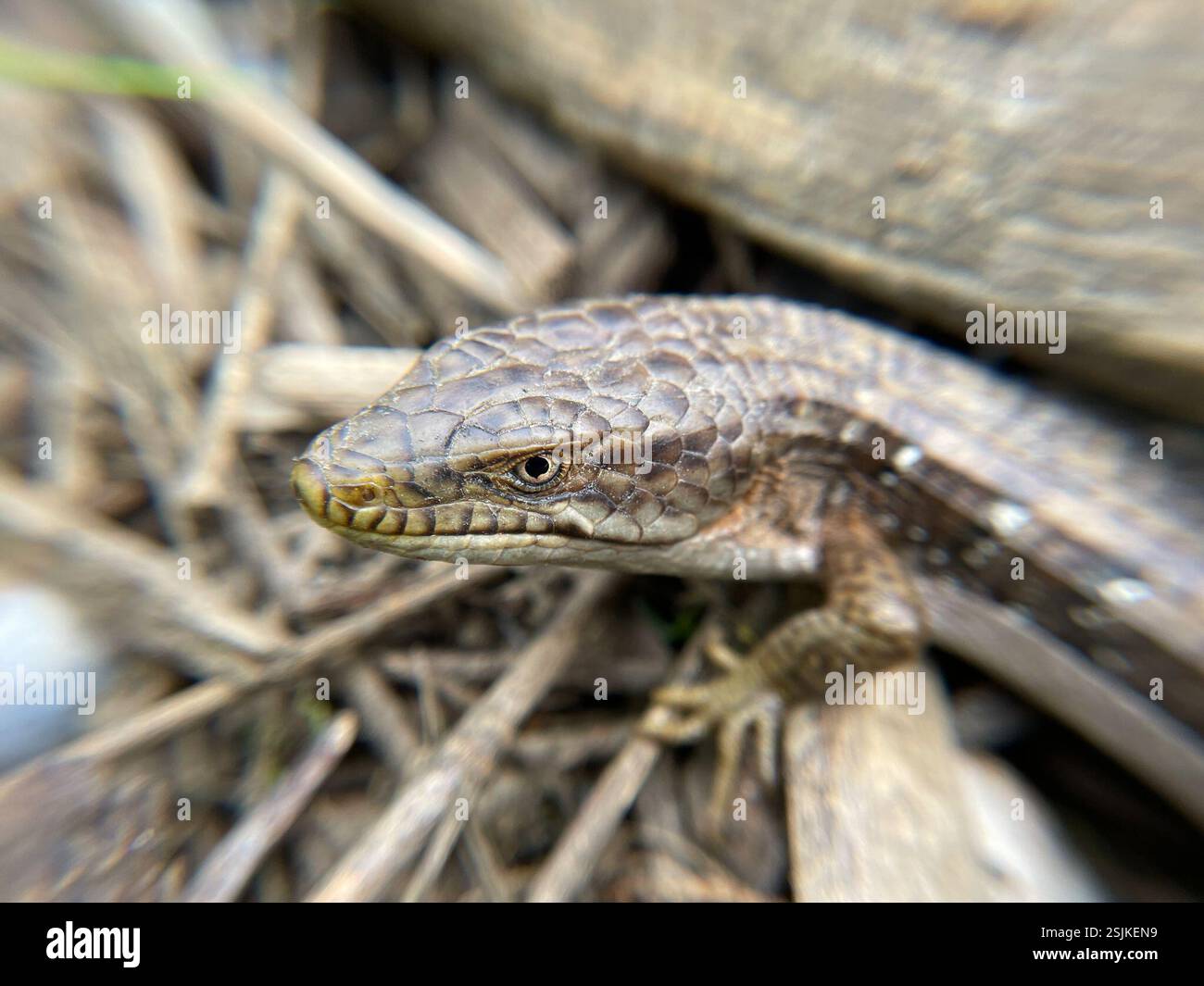 California Alligator Lizard (Elgaria multicarinata multicarinata ...
