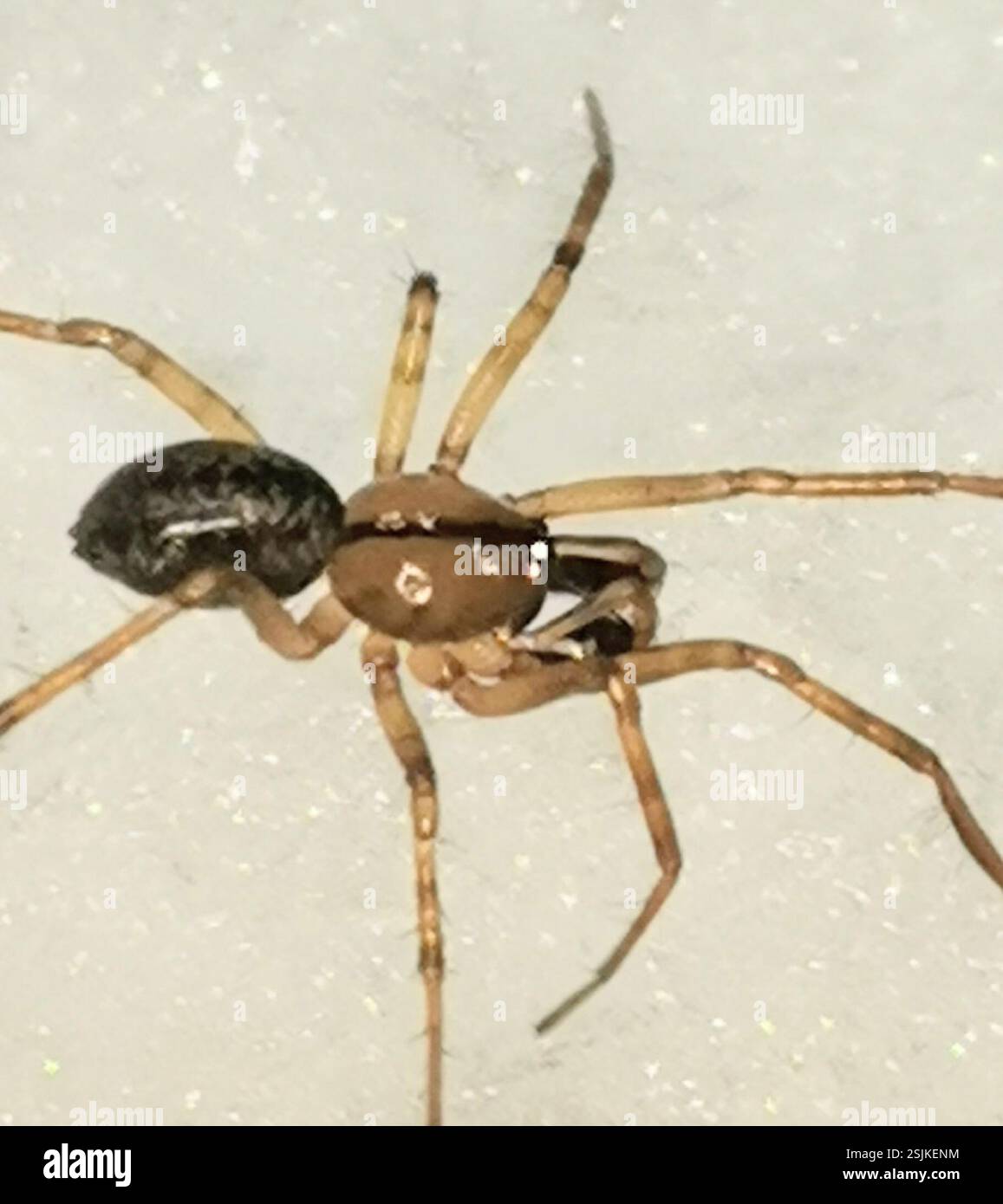 Horse-Head Spider (Stemonyphantes lineatus), Arachnida, 31160 Urjala ...