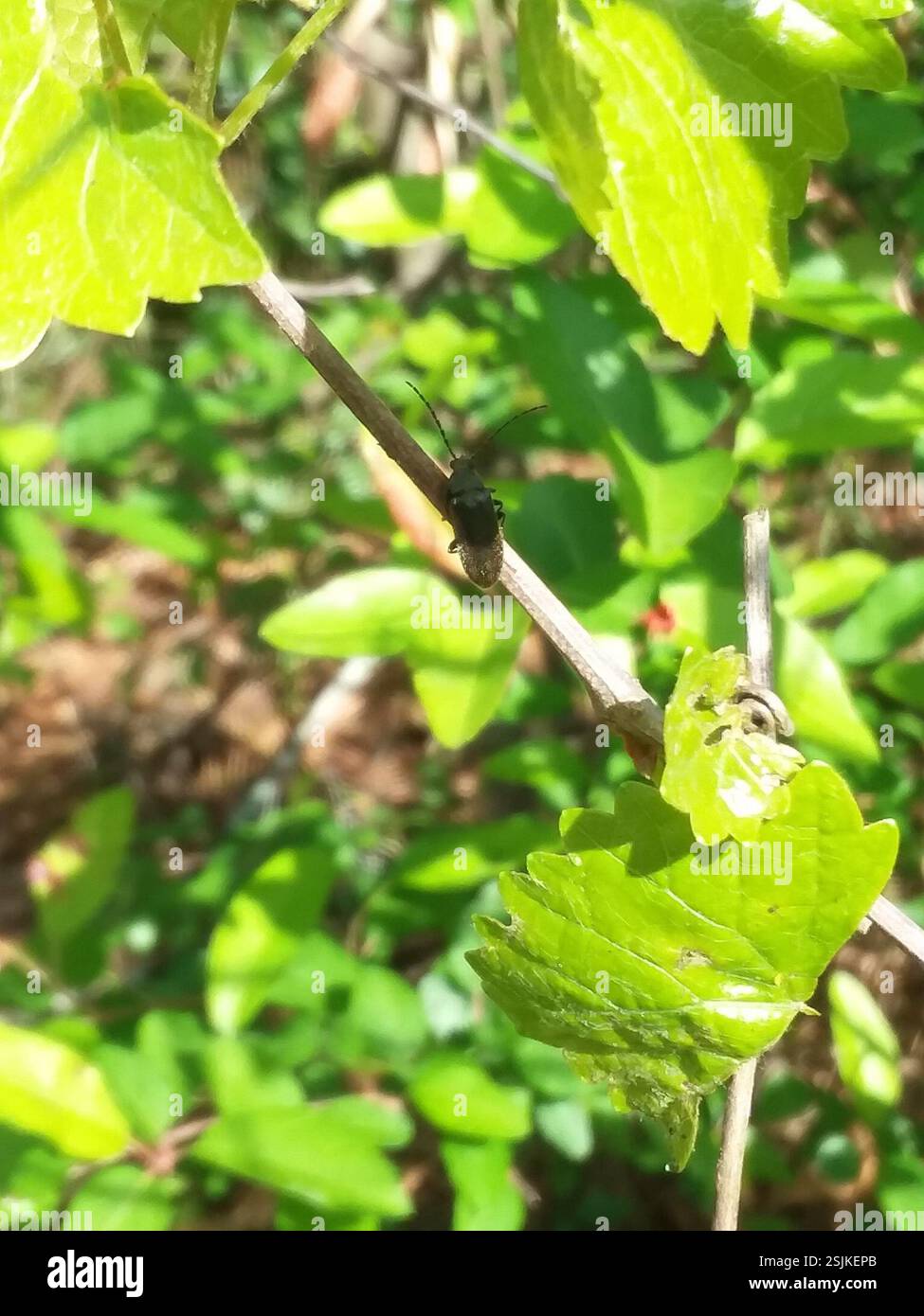 Comb-clawed Darkling Beetles (Alleculinae), Insecta, Windsor Forest ...