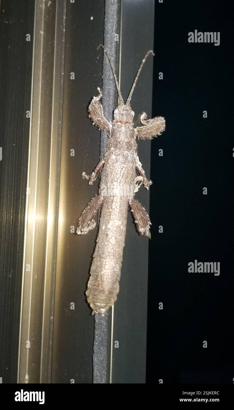 (Prisopus), Insecta, Km 138 carretera a, San Juan del Sur, Nicaragua ...