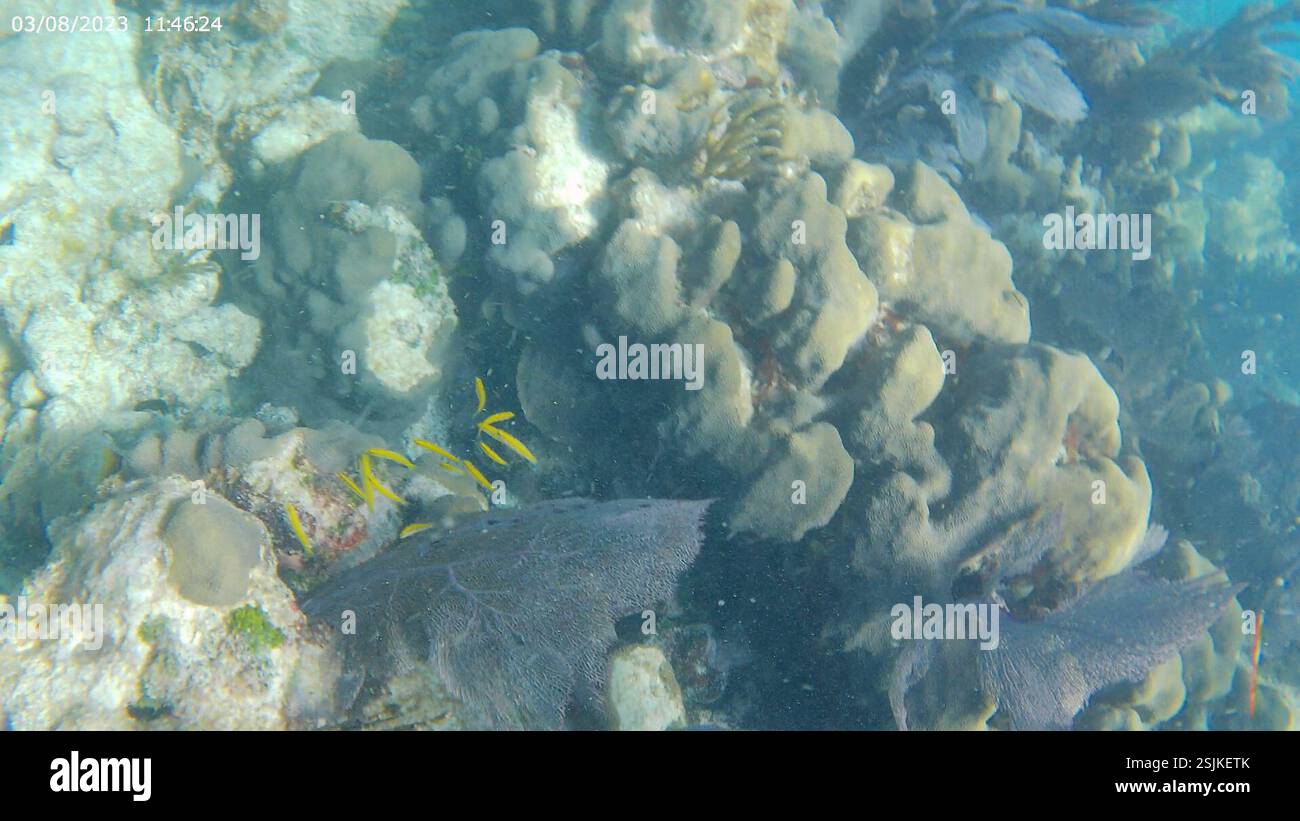 Caribbean Bluehead Wrasse (Thalassoma bifasciatum), Actinopterygii ...