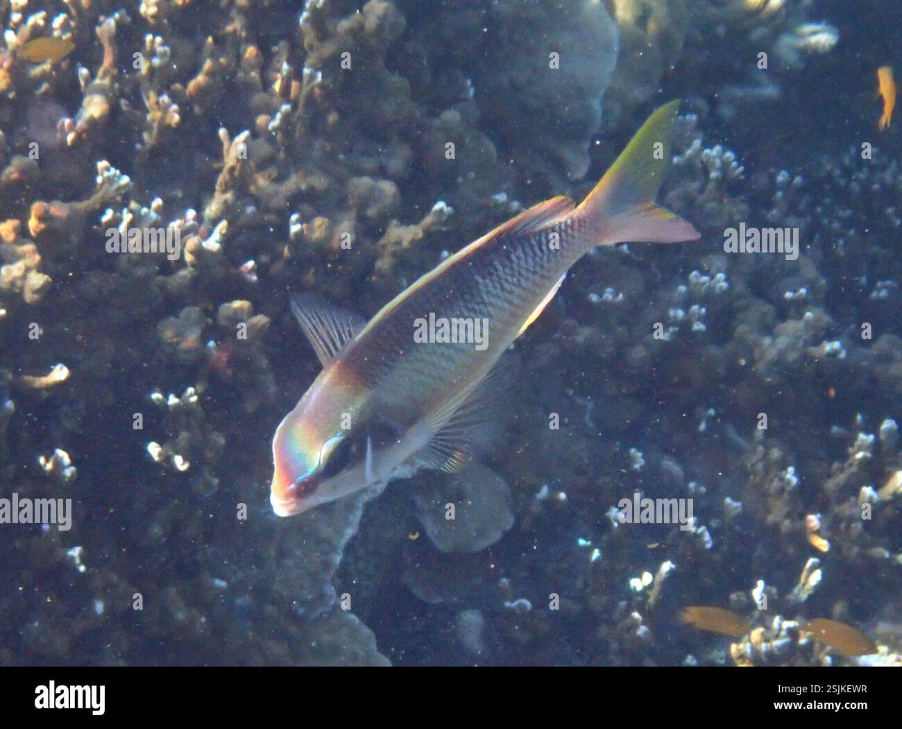 Pearly Monocle Bream (Scolopsis margaritifera), Actinopterygii, Ko ...