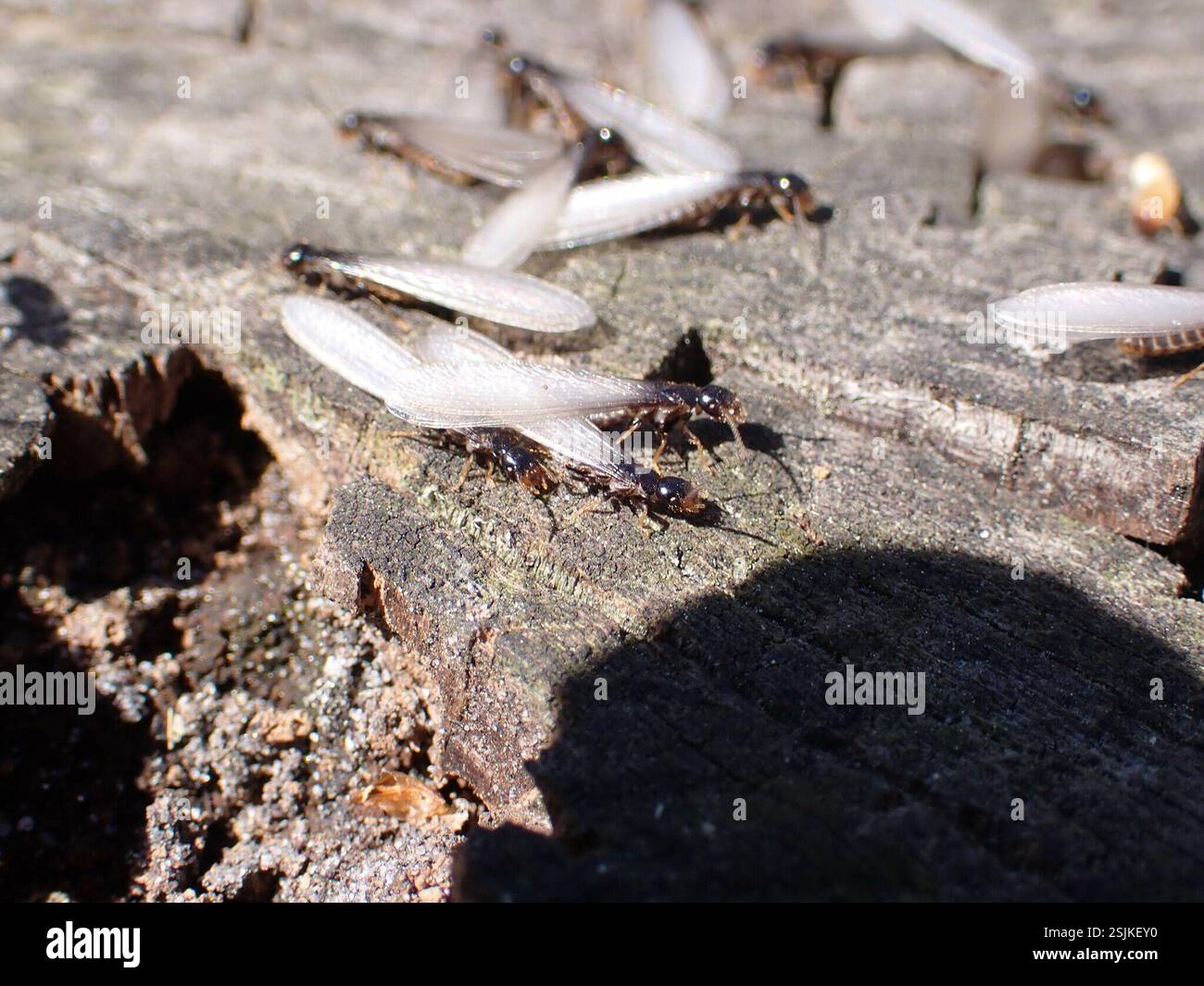 Eastern Subterranean Termite (Reticulitermes flavipes), Insecta, North ...