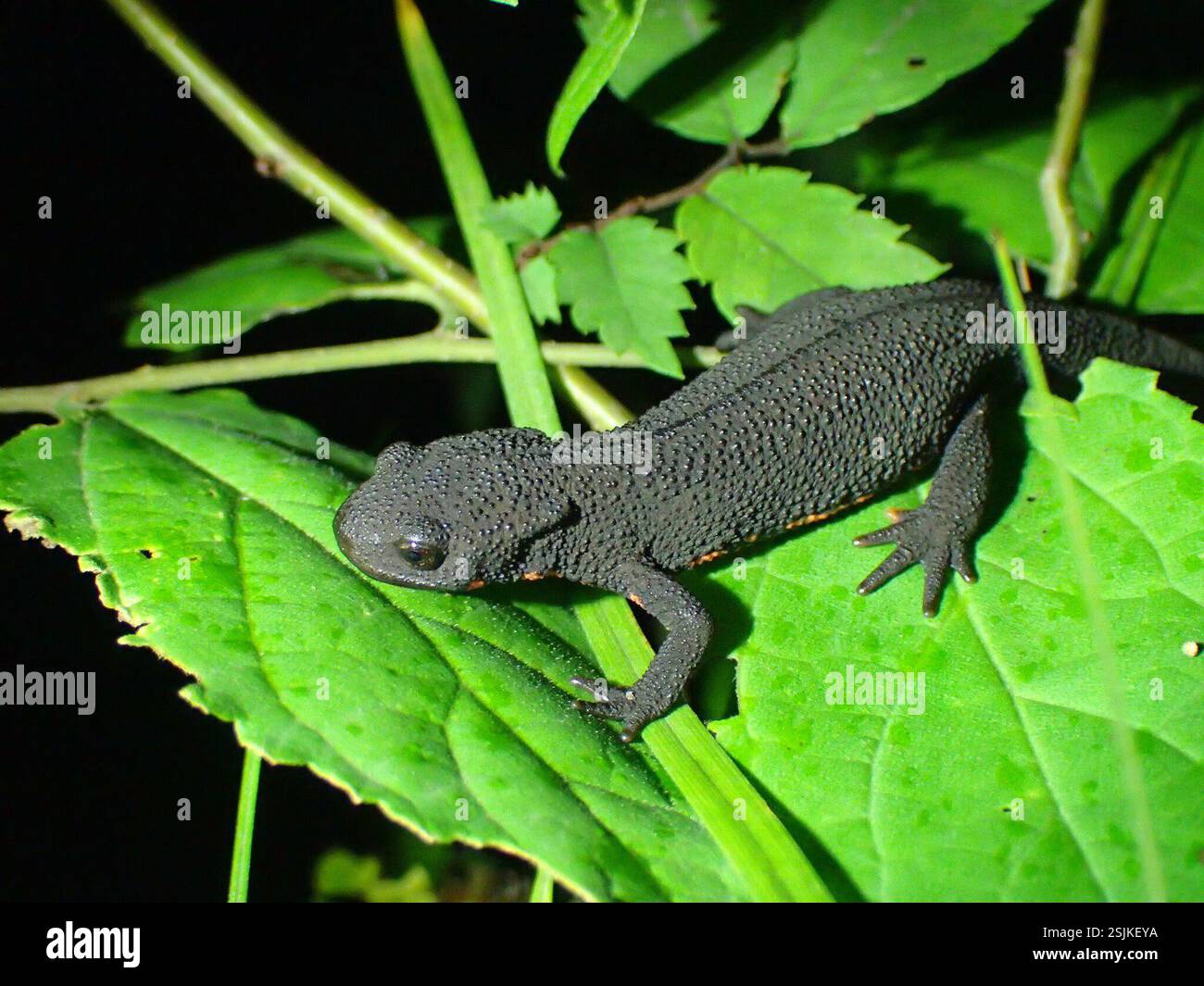 Japanese Fire-bellied Newt (Cynops pyrrhogaster), Amphibia, Nagano, JP ...