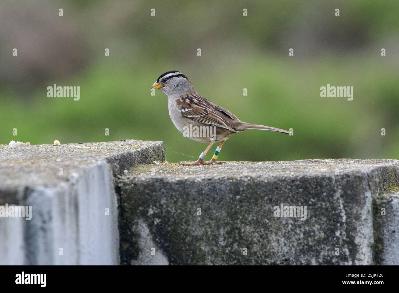 White-crowned Sparrow (Zonotrichia leucophrys), Aves, Lake Merced, San ...