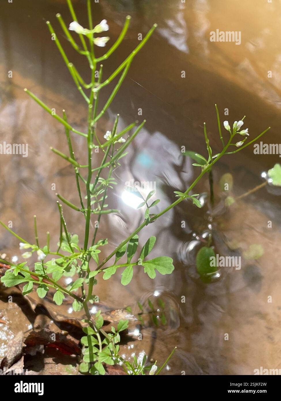 Nursery bittercress (Cardamine occulta), Plantae, Polkton, NC, US, Also ...