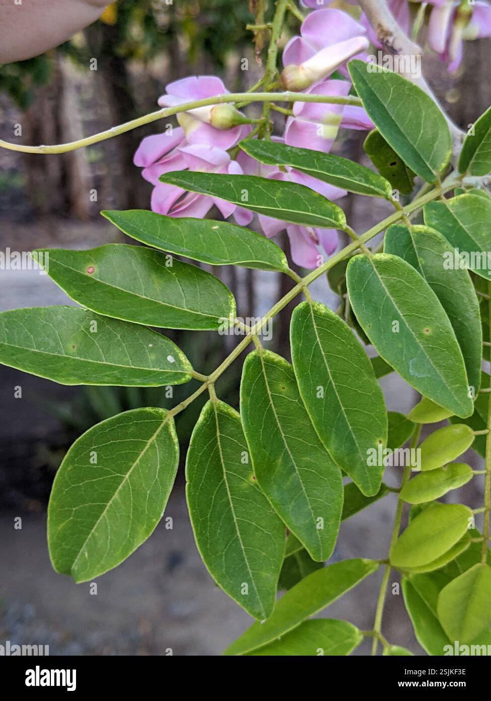 Fence Post Tree (Gliricidia sepium), Plantae, Moca, Dominican Republic ...