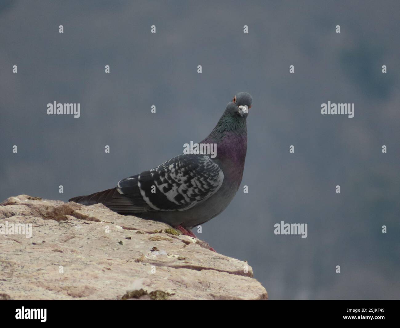Feral Pigeon (Columba livia domestica), Aves, Sauk County, WI, USA ...