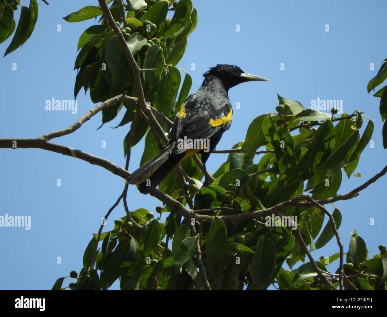 Yellow-winged Cacique (Cassiculus melanicterus), Aves, Rosamorada, MX ...