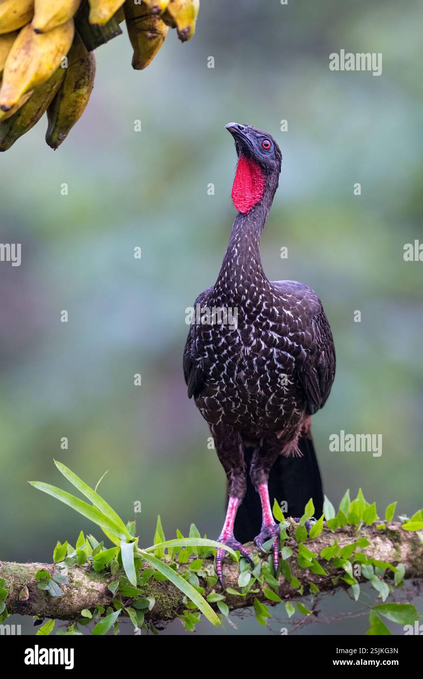 The crested guan, Penelope purpurascens, is a Near Threatened species ...