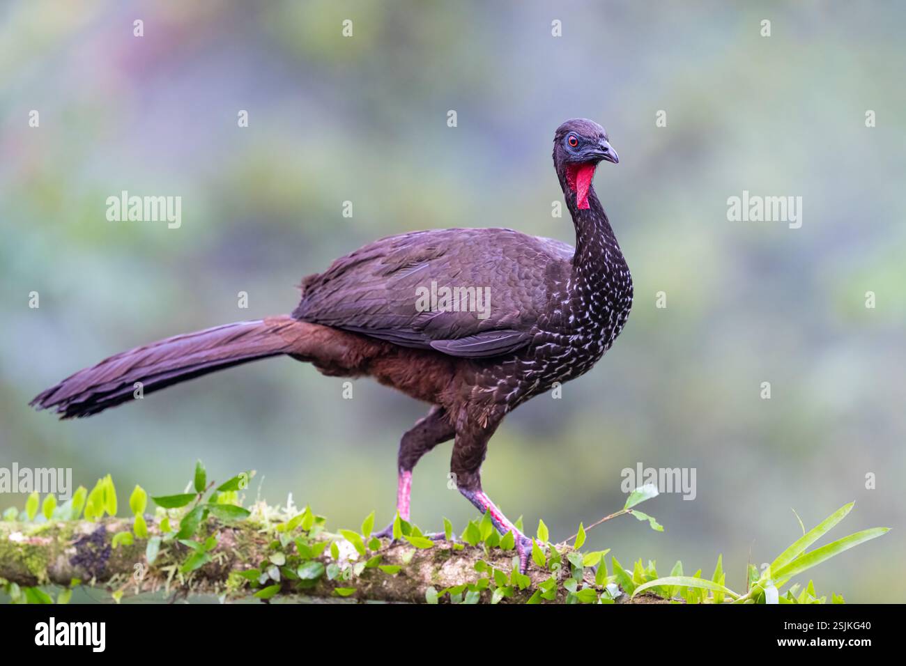The crested guan, Penelope purpurascens, is a Near Threatened species ...