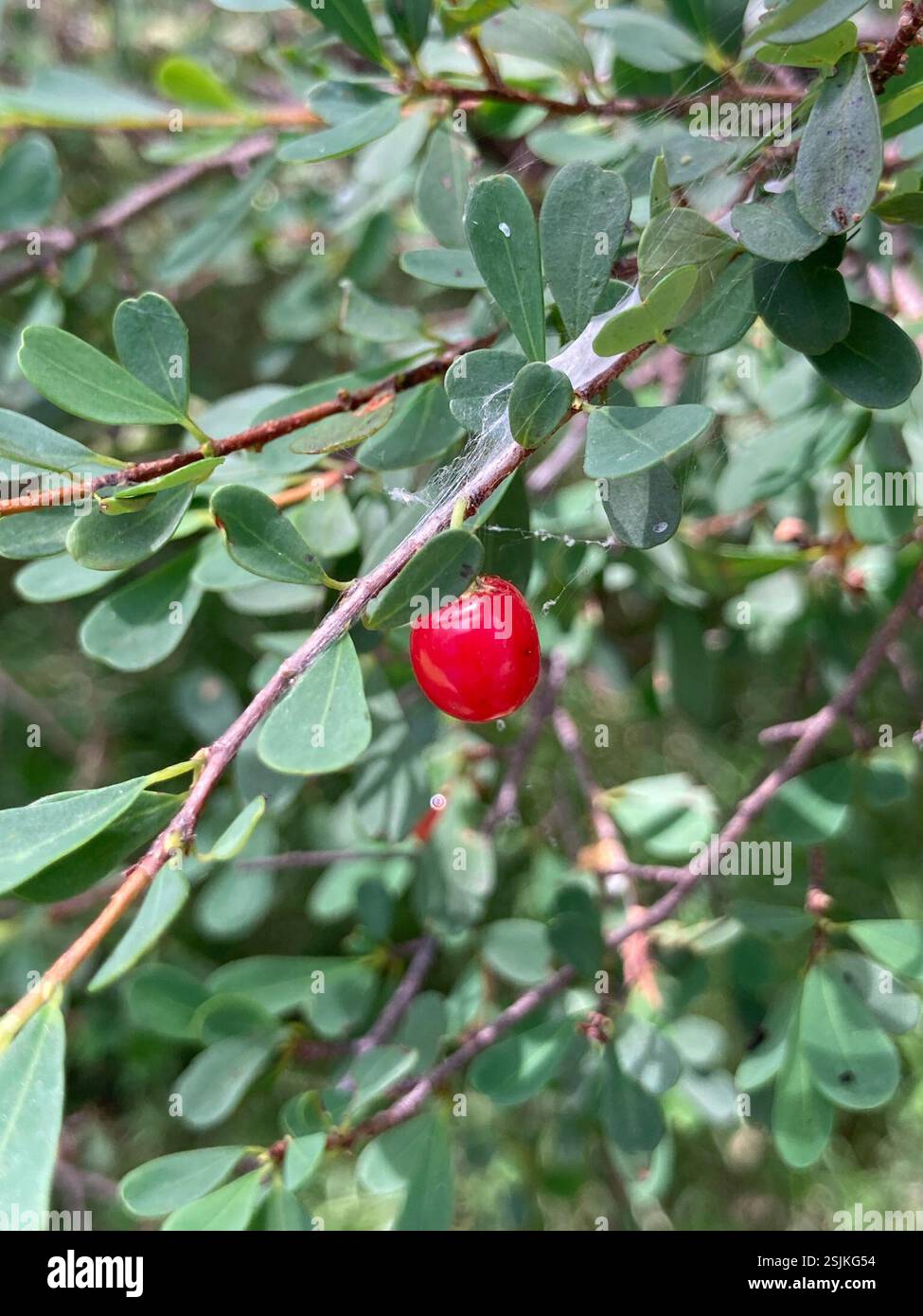 coca trees (Erythroxylum), Plantae, Bluff, QLD, AU Stock Photo - Alamy