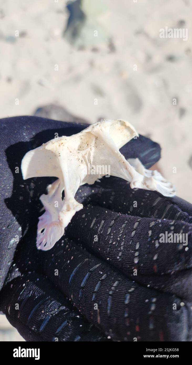 Porcupinefishes (Diodontidae), Actinopterygii, Loreto, MX-BS, MX Stock ...