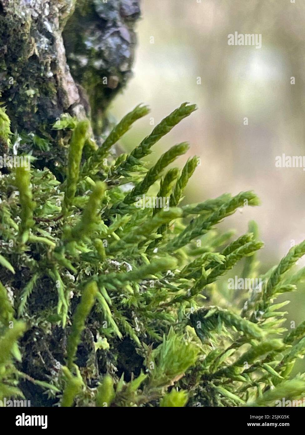 Lateral Cryphaea (Cryphaea heteromalla), Plantae, Nationaal Park De ...