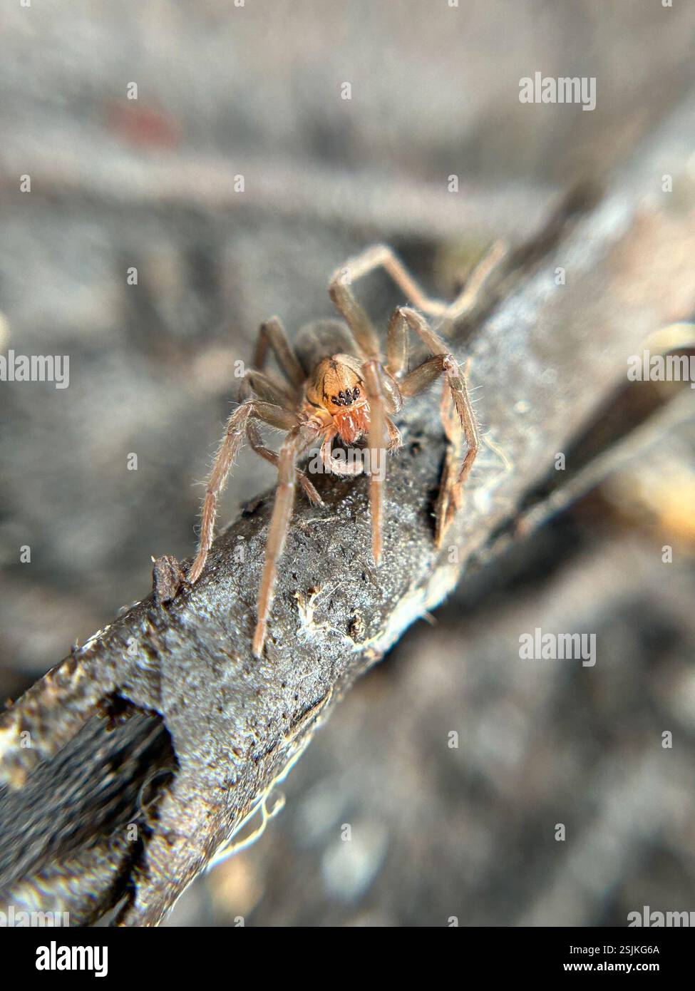 (Agroeca), Arachnida, Highland Dr, Los Osos, CA, US Stock Photo - Alamy