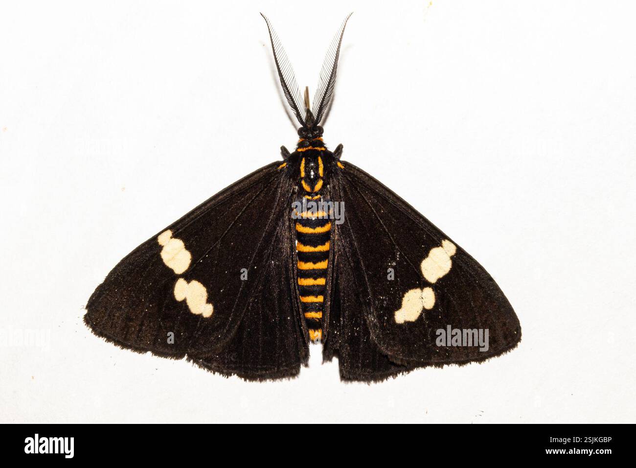 New Zealand Magpie Moth (Nyctemera annulata), Insecta, Waipiata, New ...