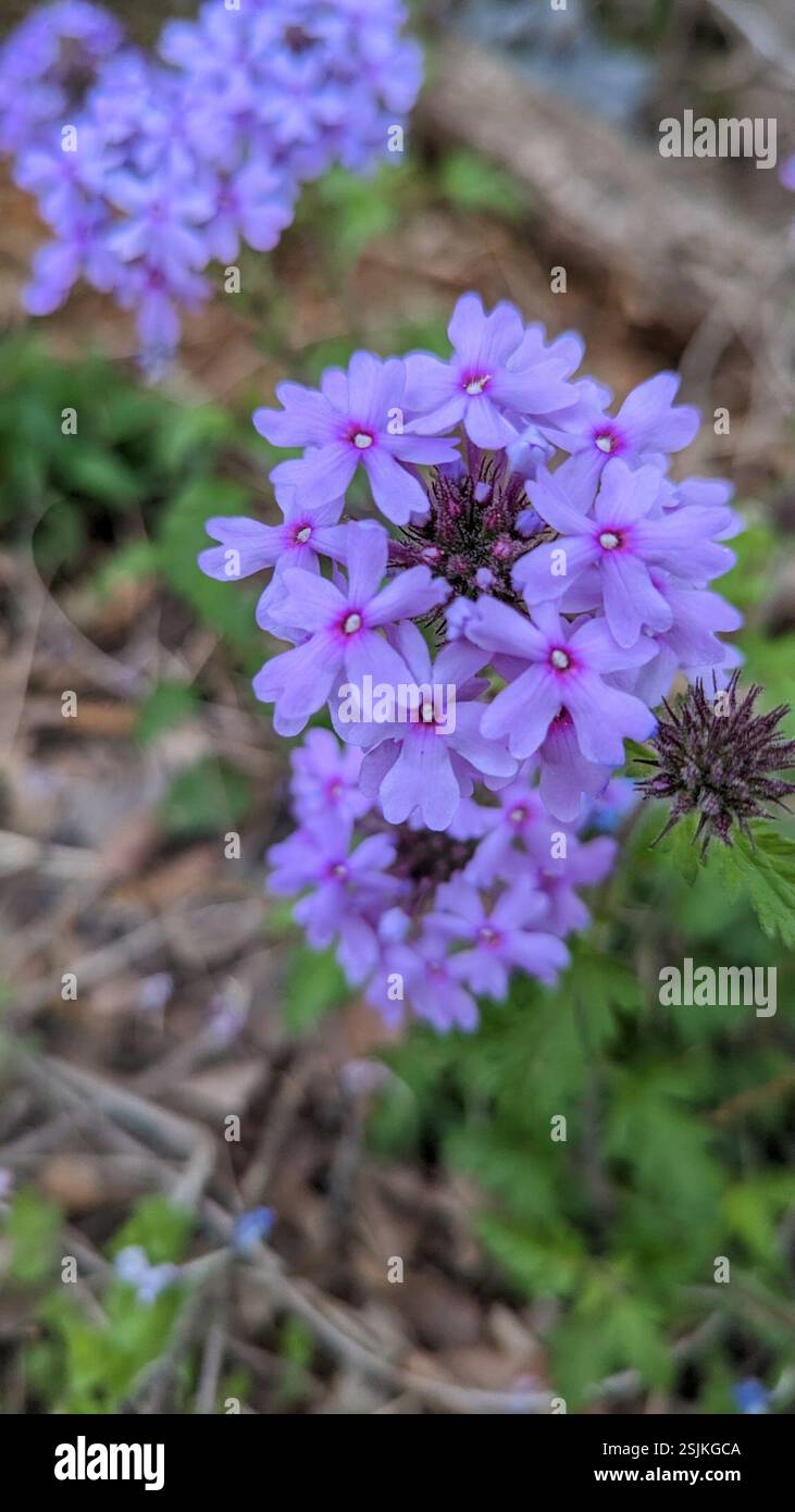 rose vervain (Glandularia canadensis), Plantae, Lindale, TX, USA Stock ...