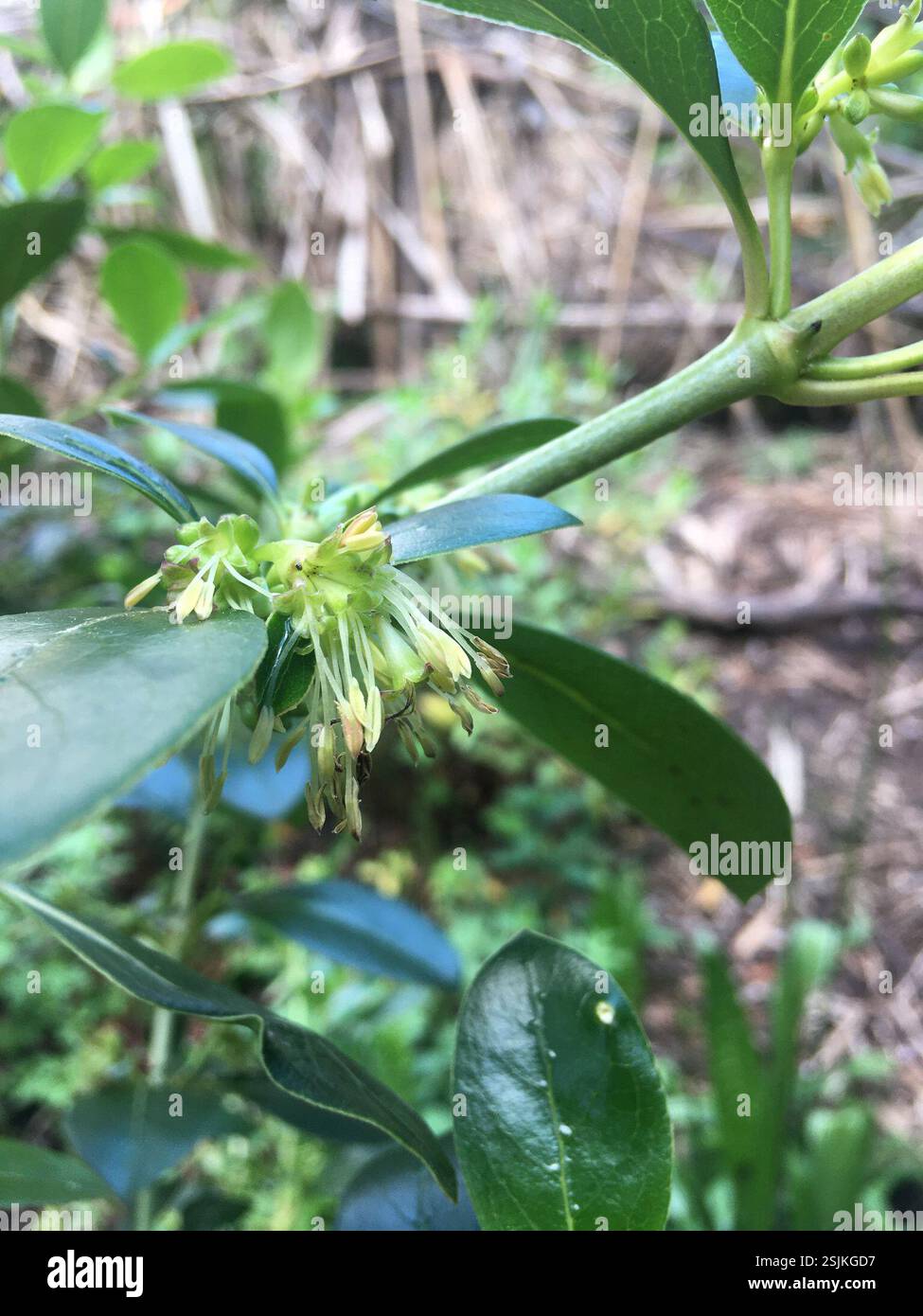 Karamū (Coprosma robusta), Plantae, GGARNLWR Gahnia Grove, Eskdale ...
