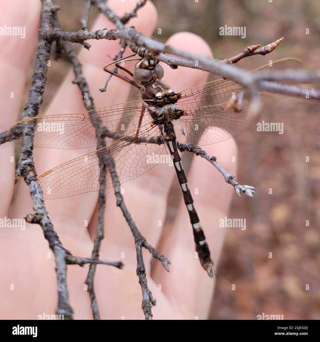 Stream Cruiser (Didymops transversa), Insecta, Modoc, SC 29838, USA ...