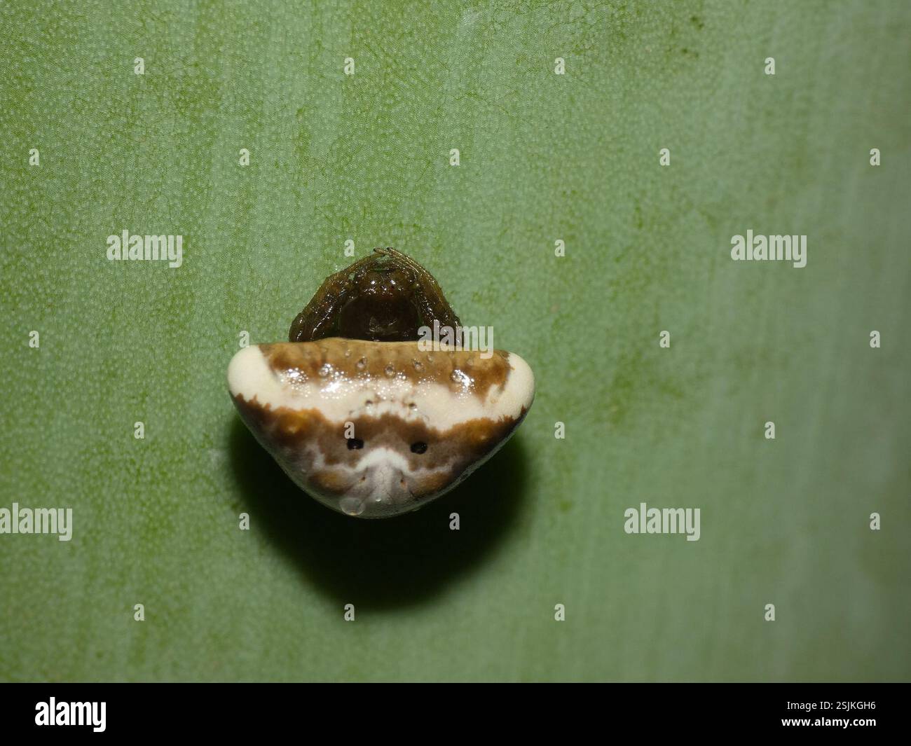 White-banded Bird-dropping Spider (Cyrtarachne ixoides), Arachnida ...