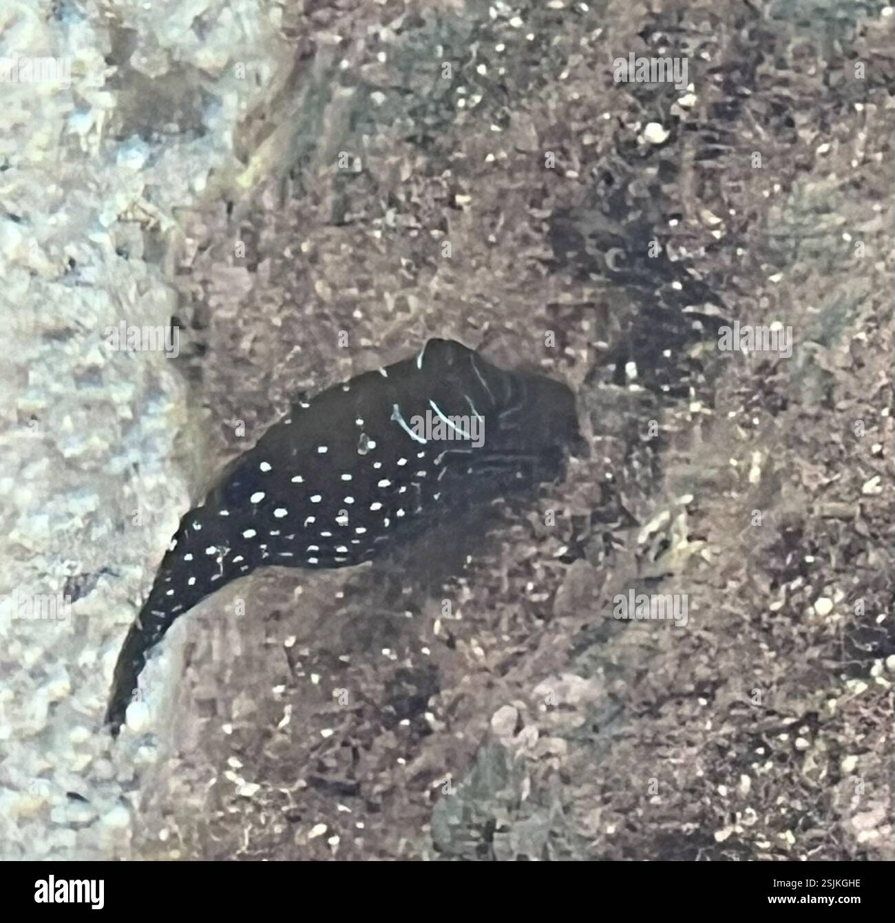 Ambon Toby (Canthigaster amboinensis), Actinopterygii, Anianikū Cove ...